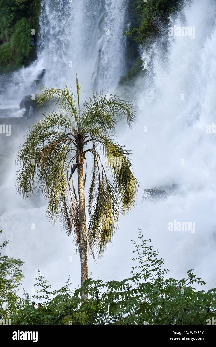 Falling water masses with palm trees, Iguazu Falls, Puerto Iguazu ...