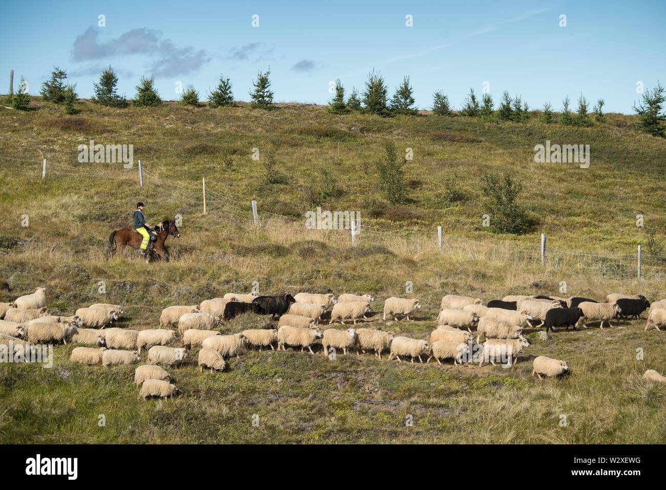 Valley sheep hi-res stock photography and images - Alamy