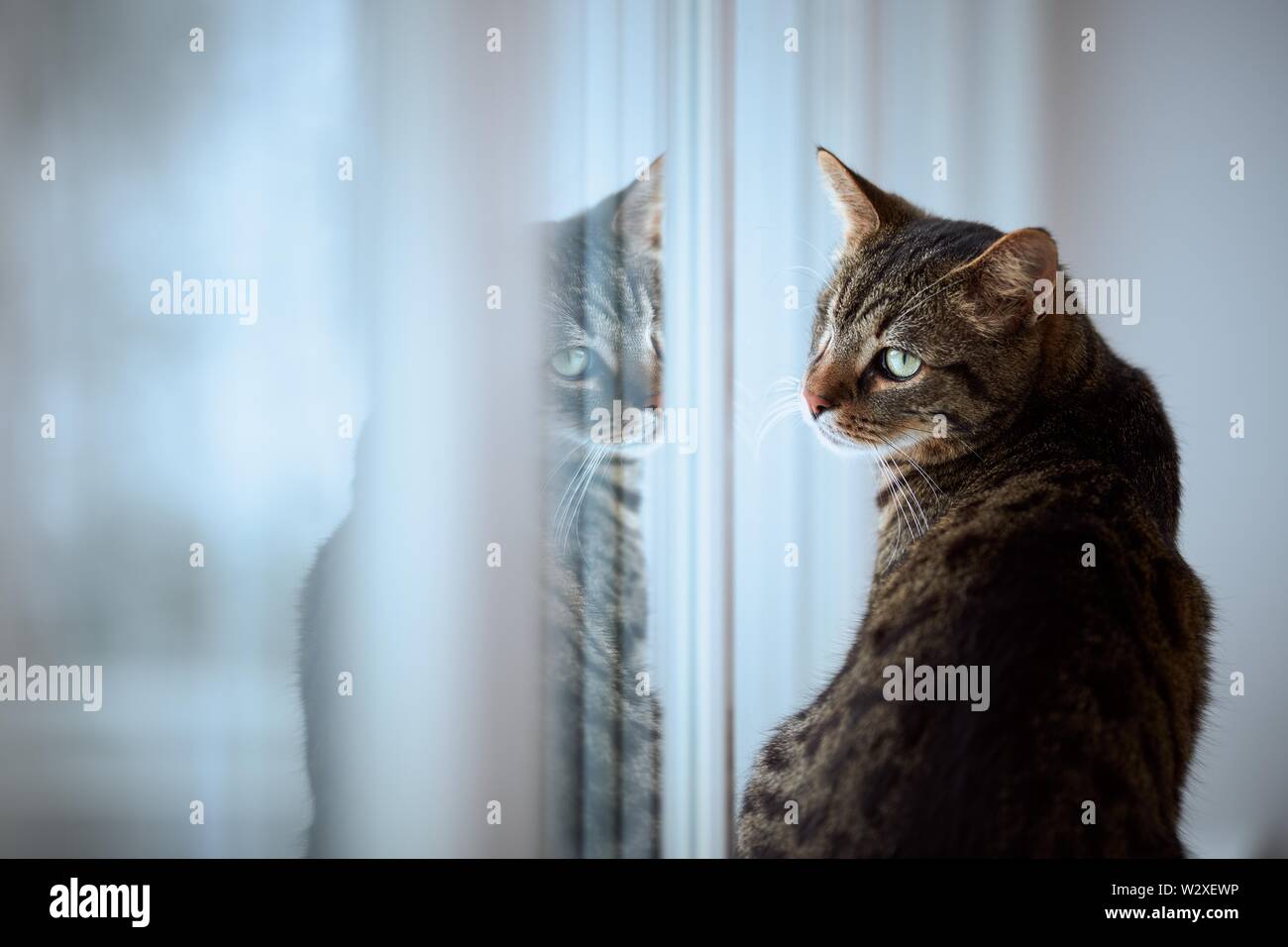 Reflection In Mirror Cat