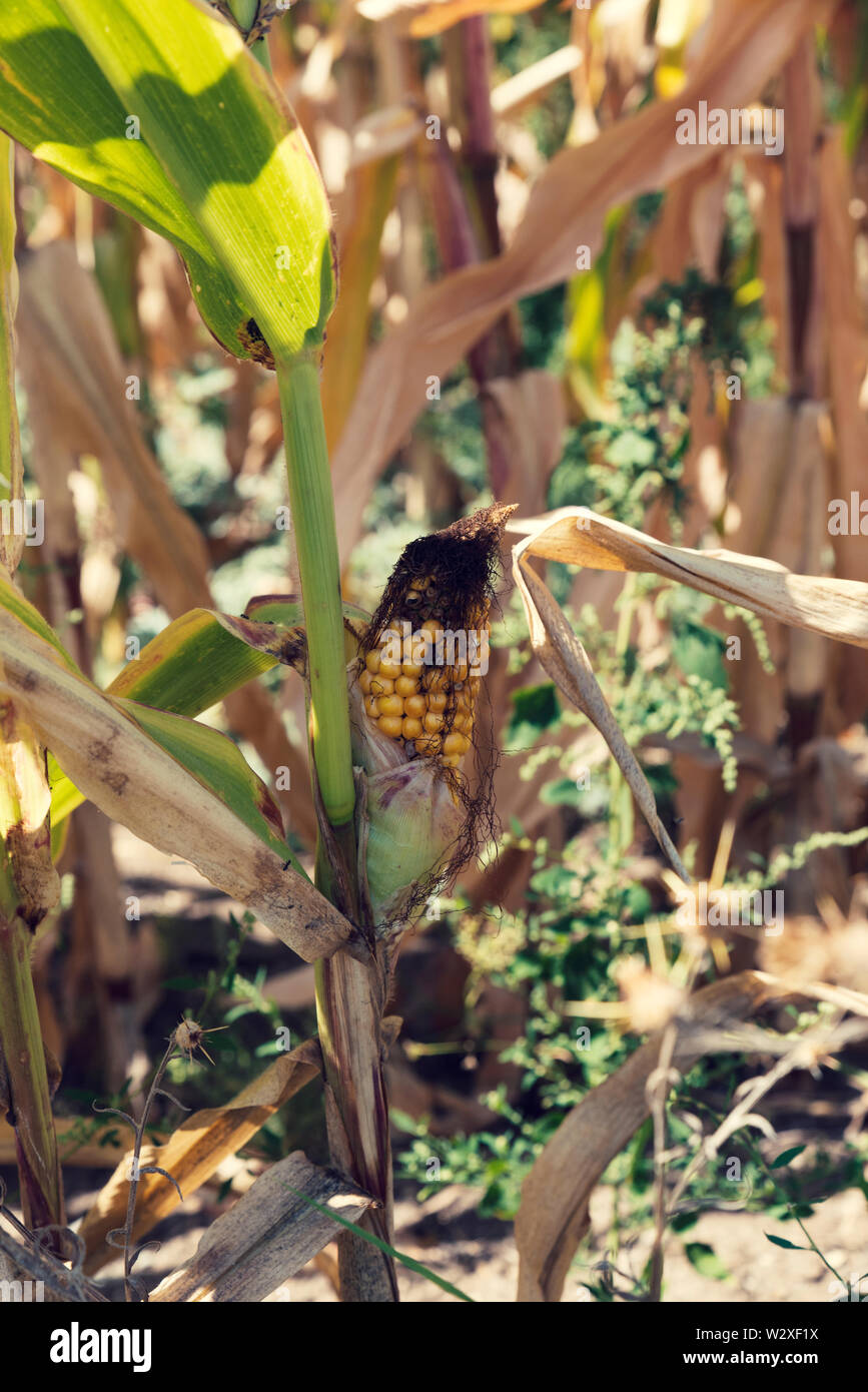 Maize stem hi-res stock photography and images - Alamy