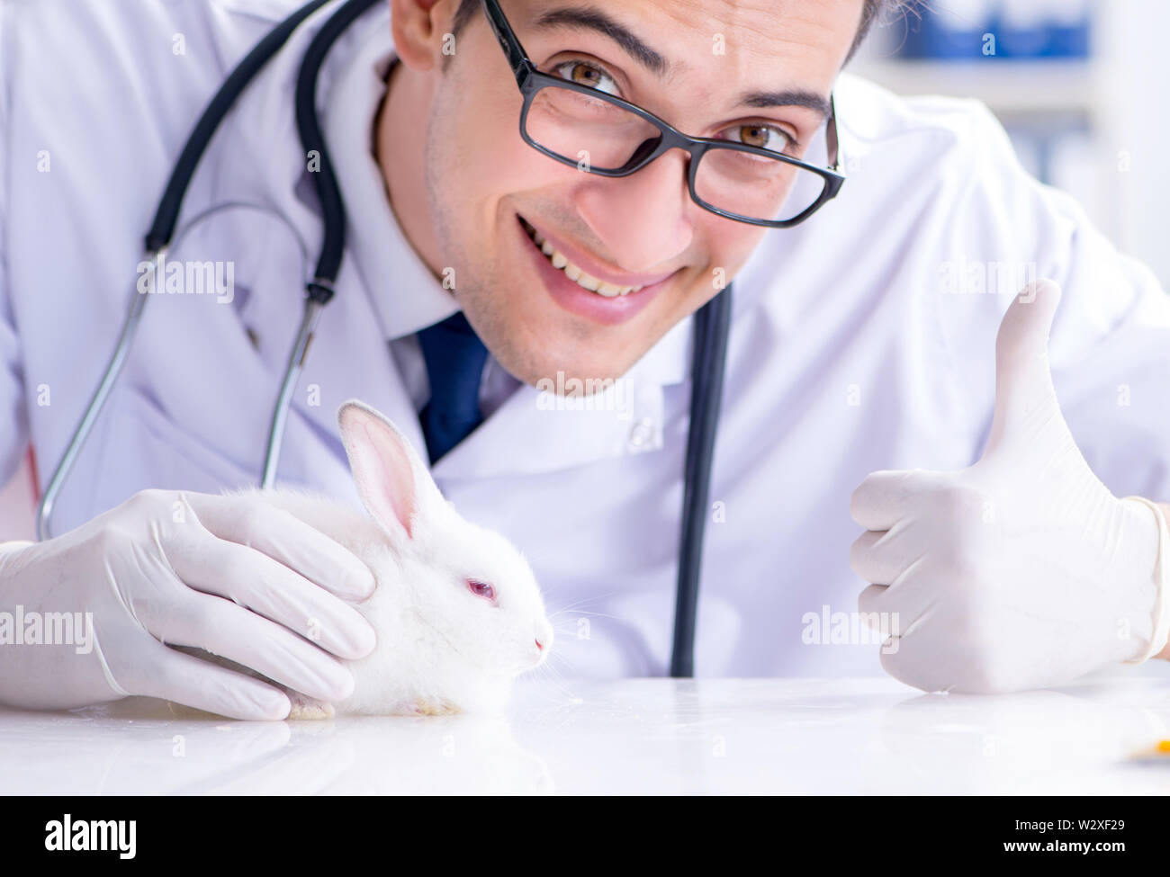 The vet doctor examining rabbit in pet hospital Stock Photo - Alamy