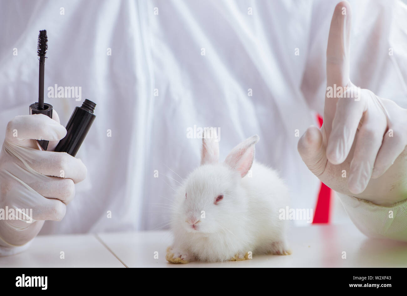 The white rabbit in scientific lab experiment Stock Photo - Alamy