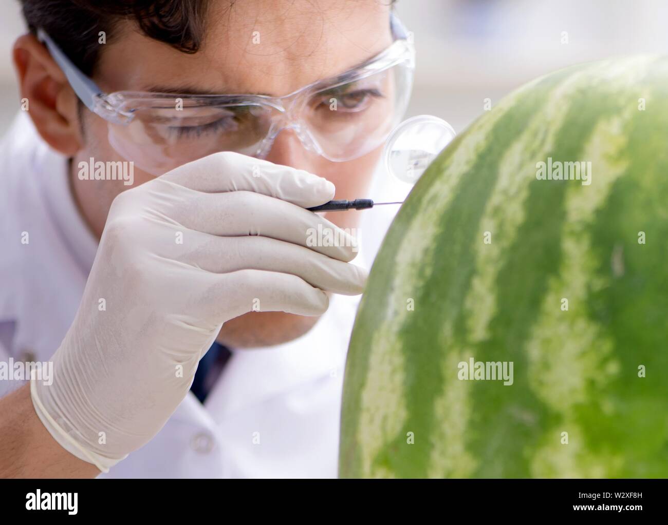 The scientist testing watermelon in lab Stock Photo - Alamy
