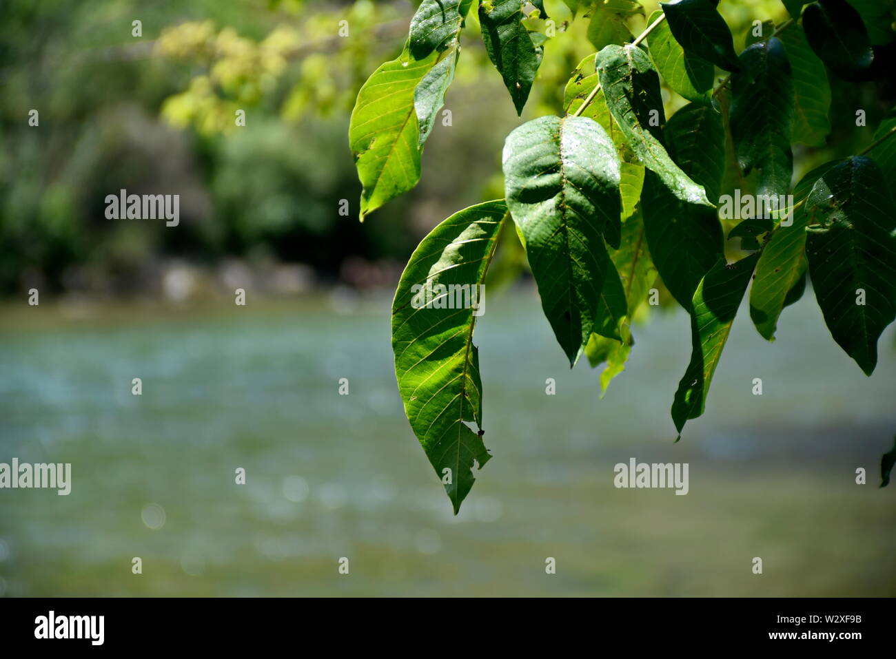 Close-up trees leaf at the Zayandeh rood (Zayanderud), Esfahan, Iran ...