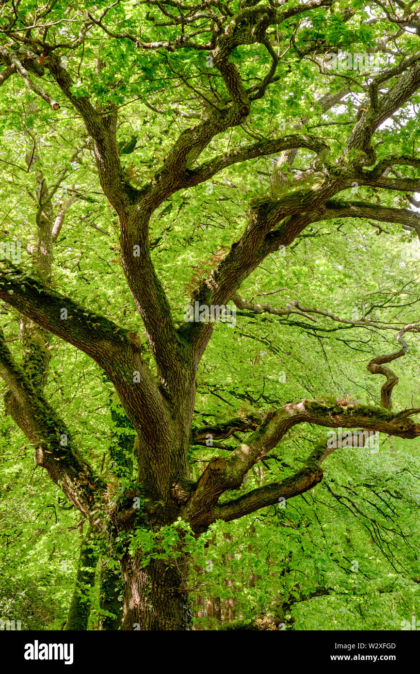 Spitchwick Woods Spitchwick Dartmoor Devon England Stock Photo - Alamy