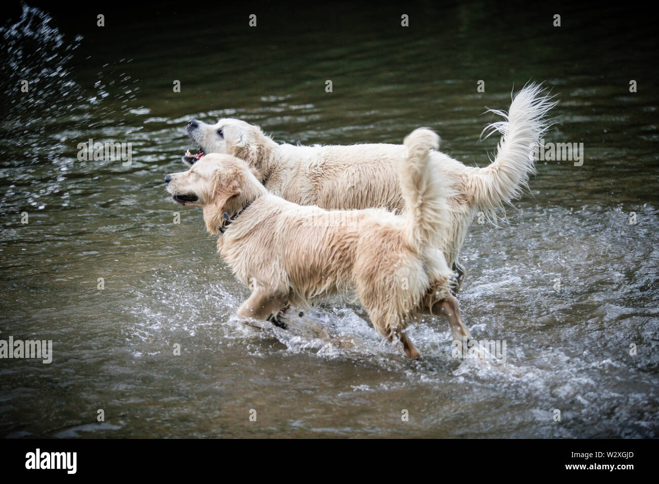 2 dogs swimming hi-res stock photography and images - Alamy