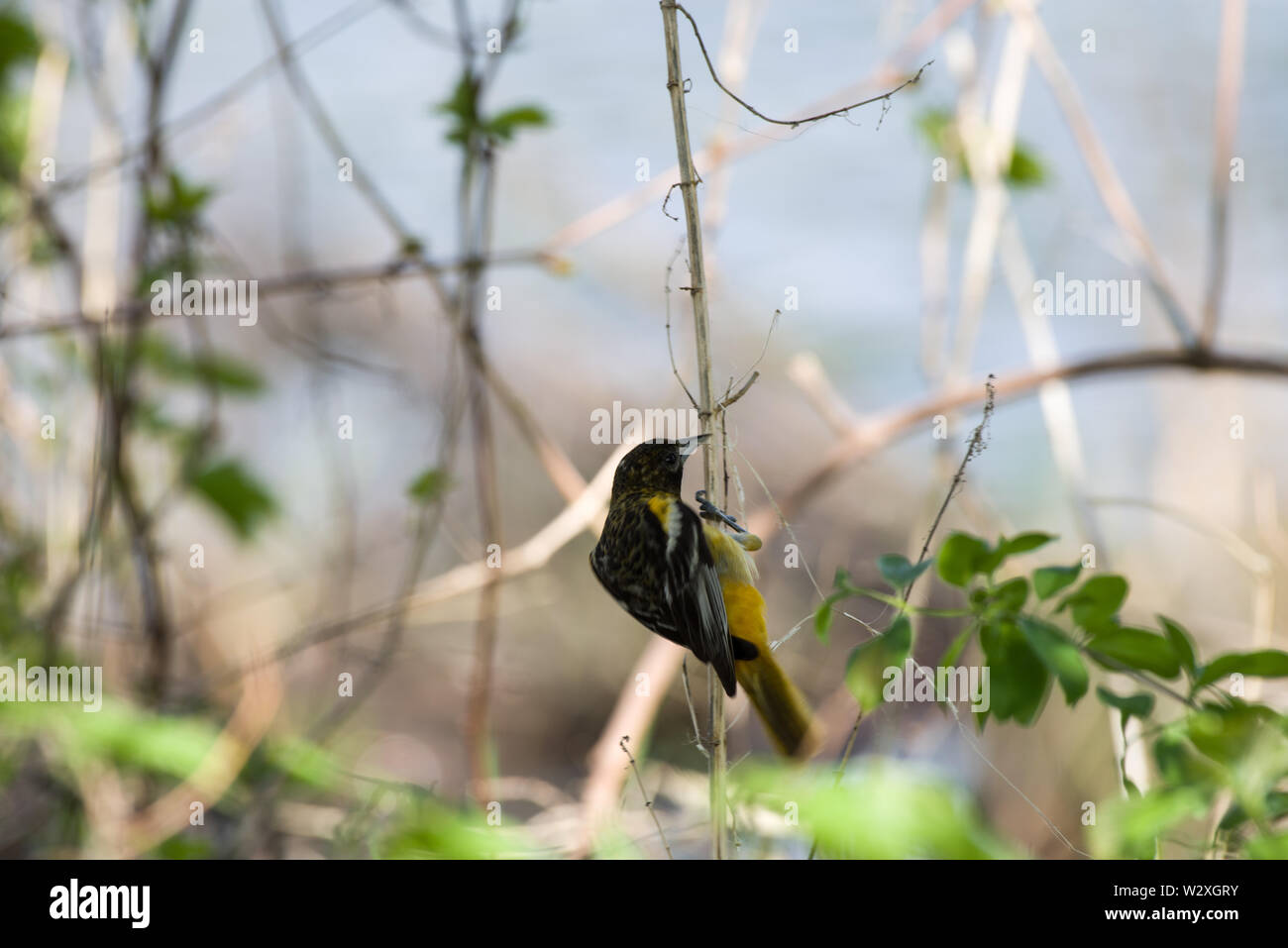 Baltimore Oriole (Icterus Galbula Stock Photo - Alamy