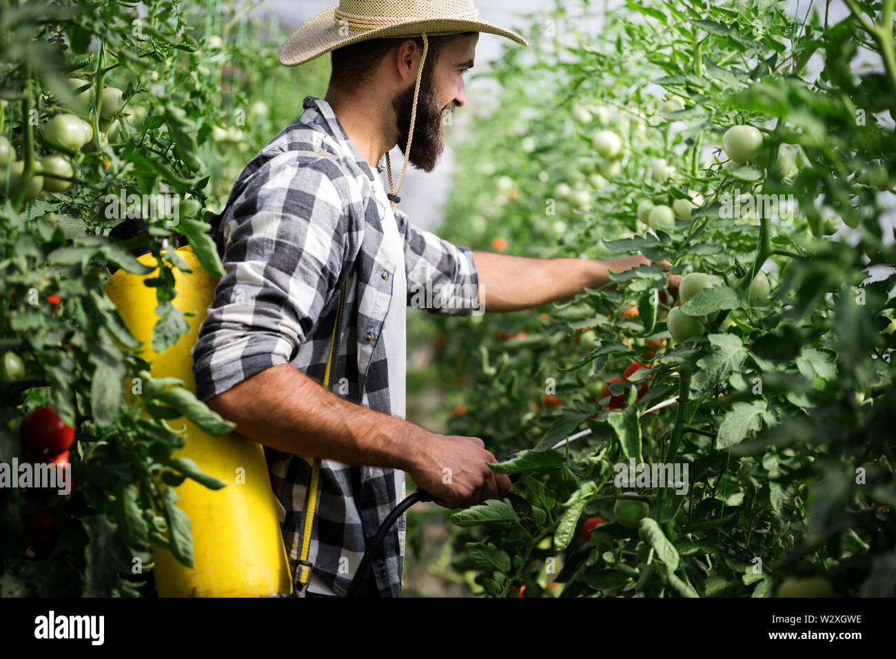 Spraying pesticide in plant nursery hi-res stock photography and images ...