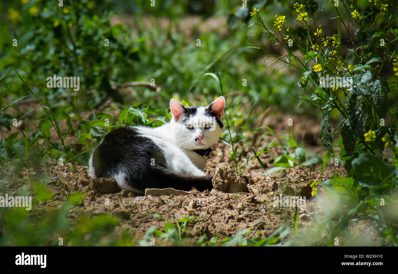 Cat laying on the ground behind the house in garden Stock Photo - Alamy