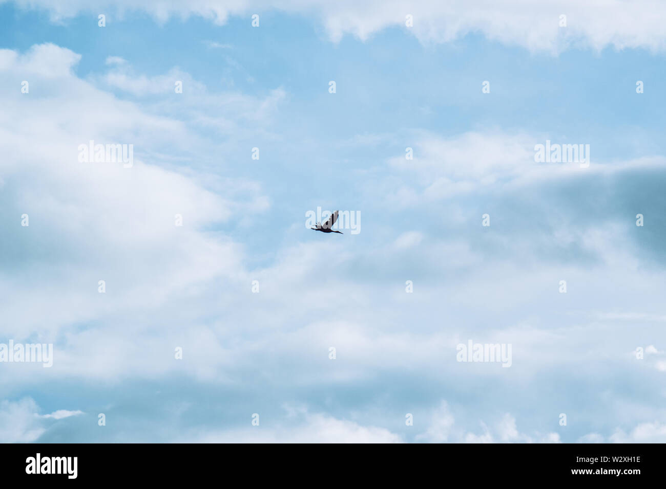 One bird flying clouds hi-res stock photography and images - Alamy