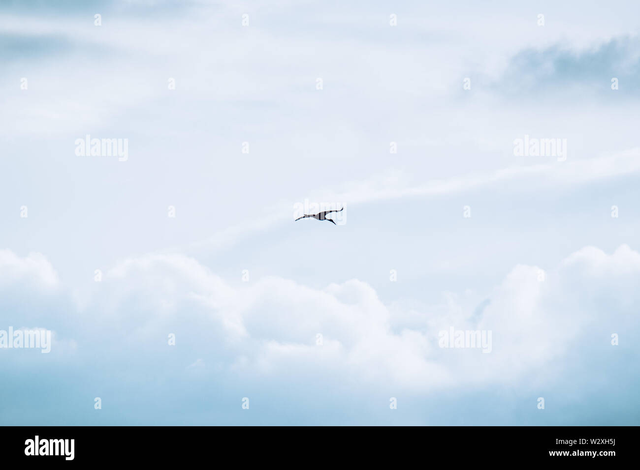 Flying bird in the middle of the sky Stock Photo - Alamy