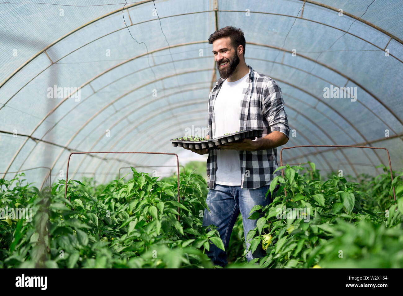 Farmer planting young seedlings in a greenhouse Stock Photo - Alamy