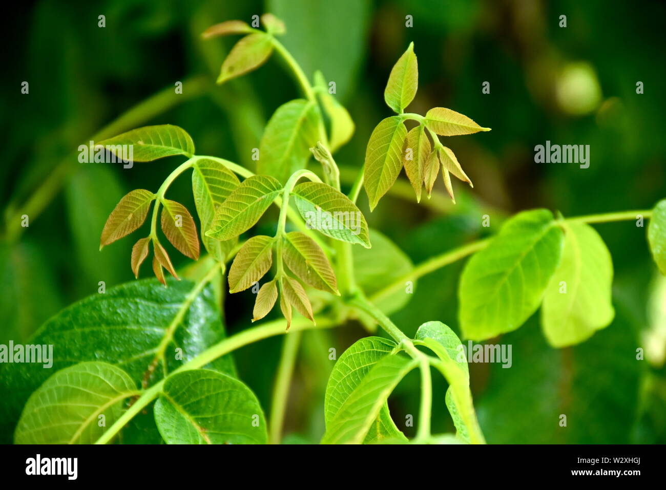 Iran Plant High Resolution Stock Photography and Images - Alamy