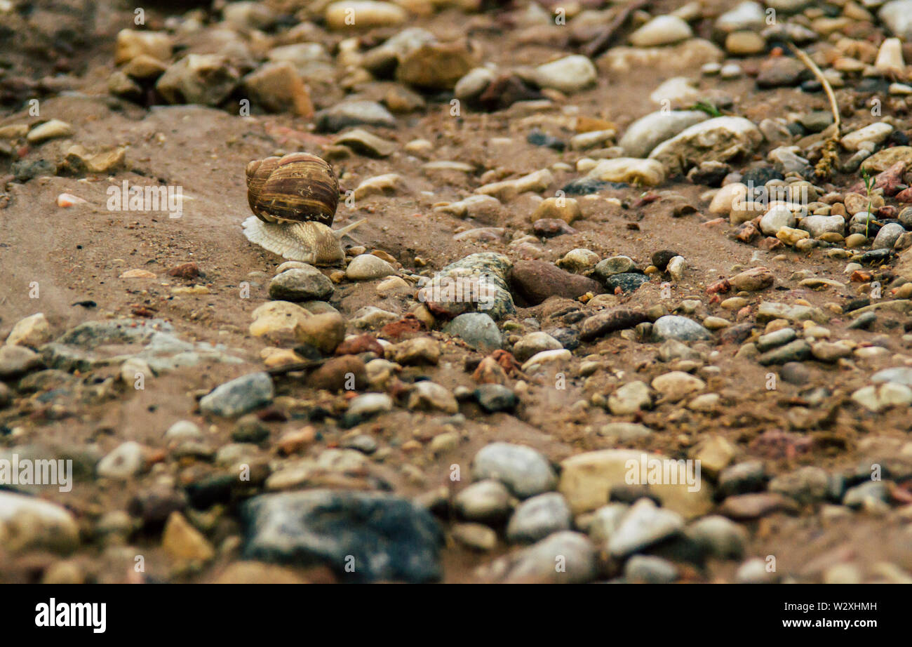Slimy rock texture hi-res stock photography and images - Alamy