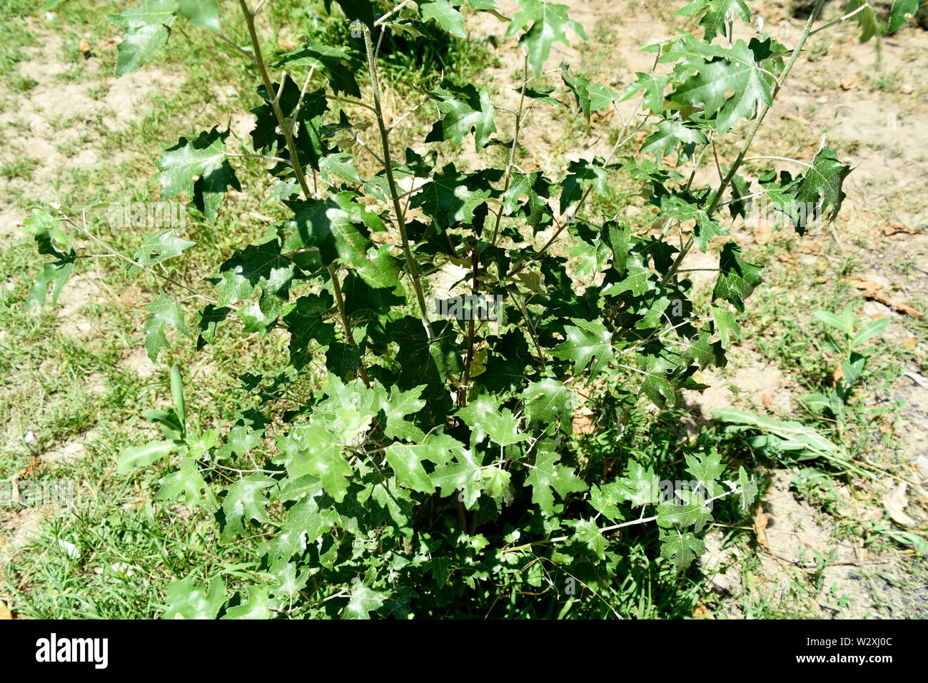 View of Zayandeh rood (Zayanderud), Esfahan, Iran at the day Stock ...