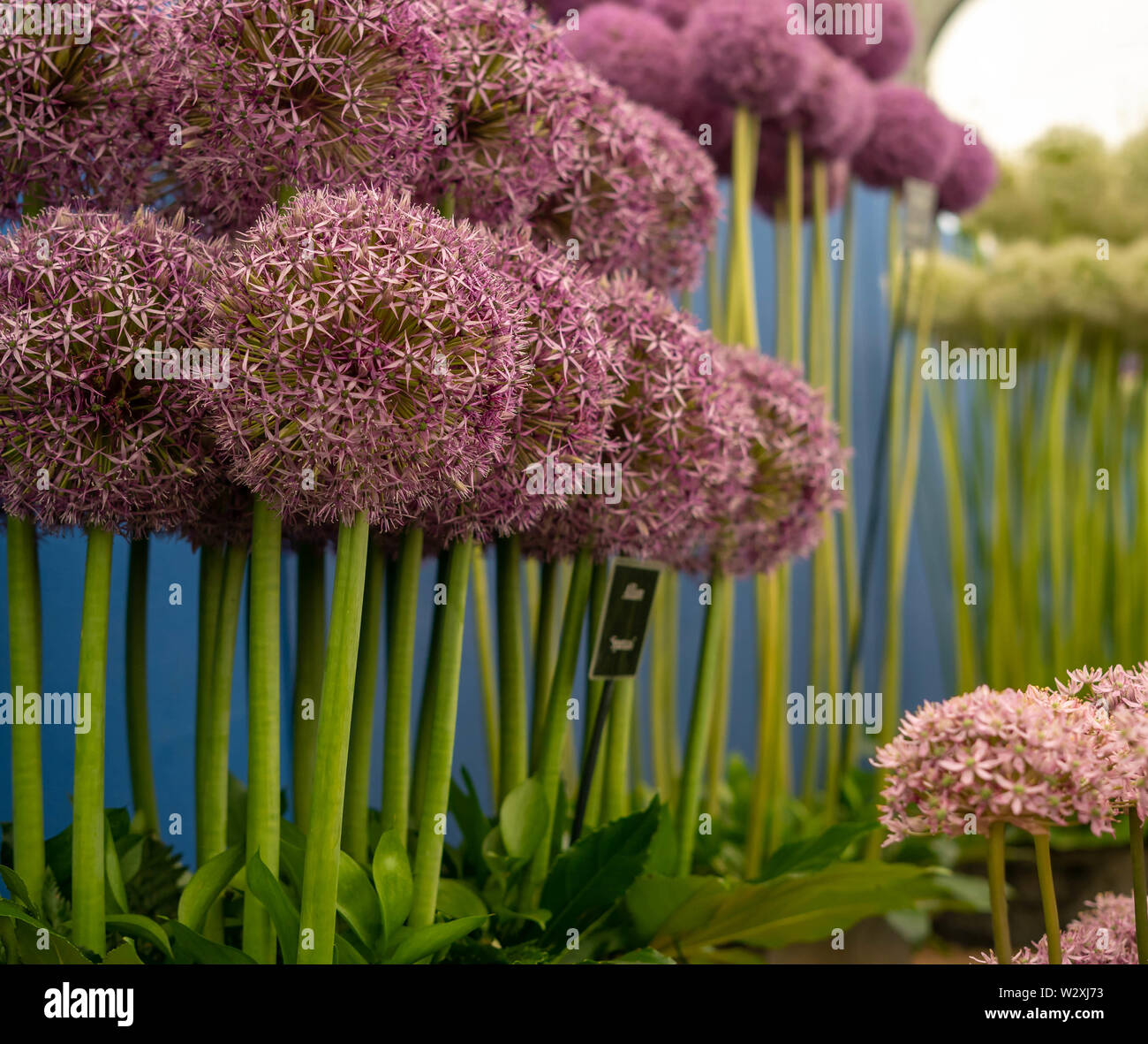 hampton court flower show exhibits Stock Photo - Alamy