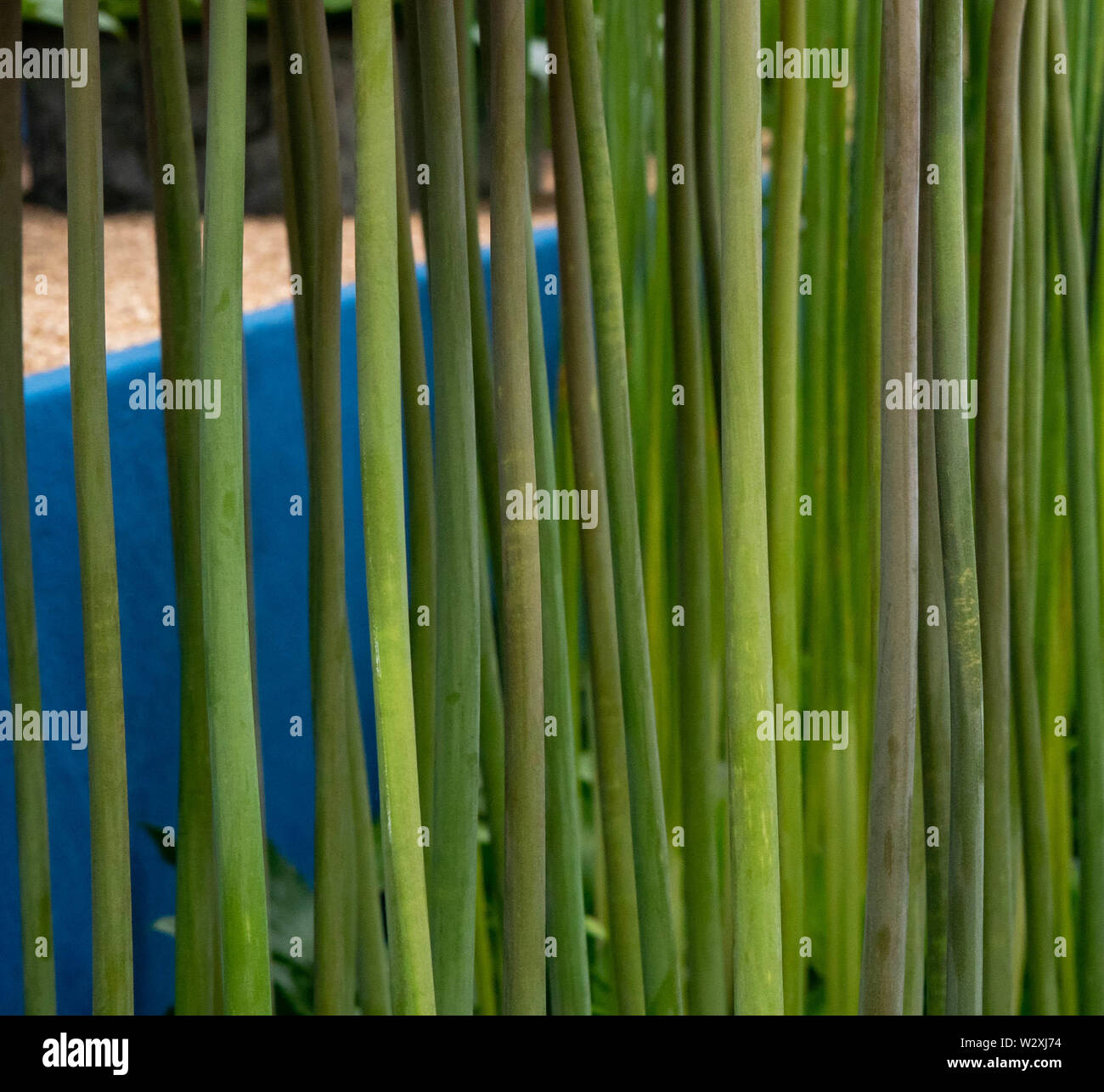 hampton court flower show exhibits Stock Photo - Alamy