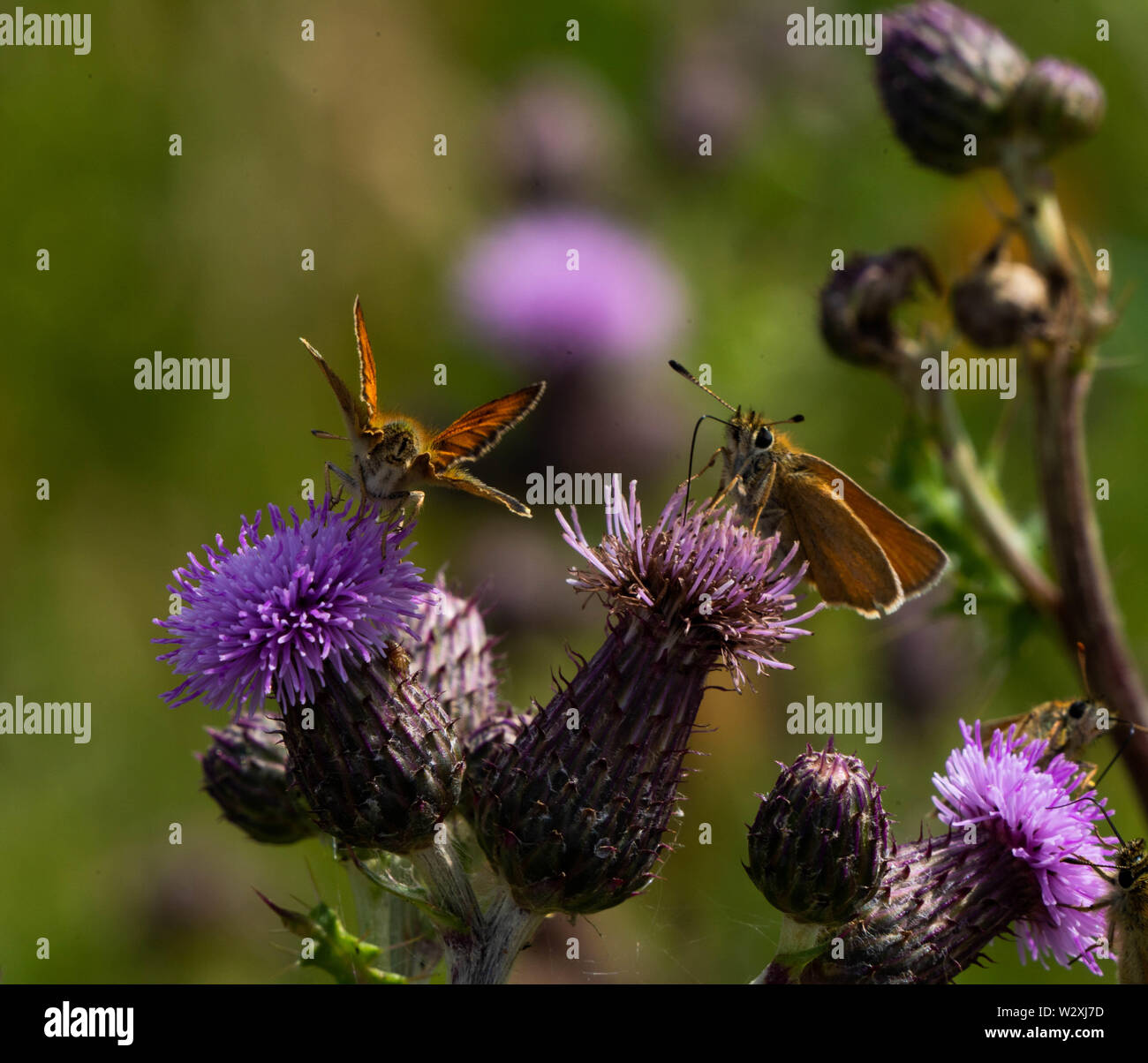 butterfly and moth feeding on flowers Stock Photo - Alamy