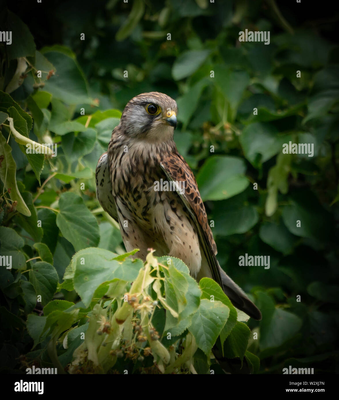 kestrel bird of prey Stock Photo - Alamy