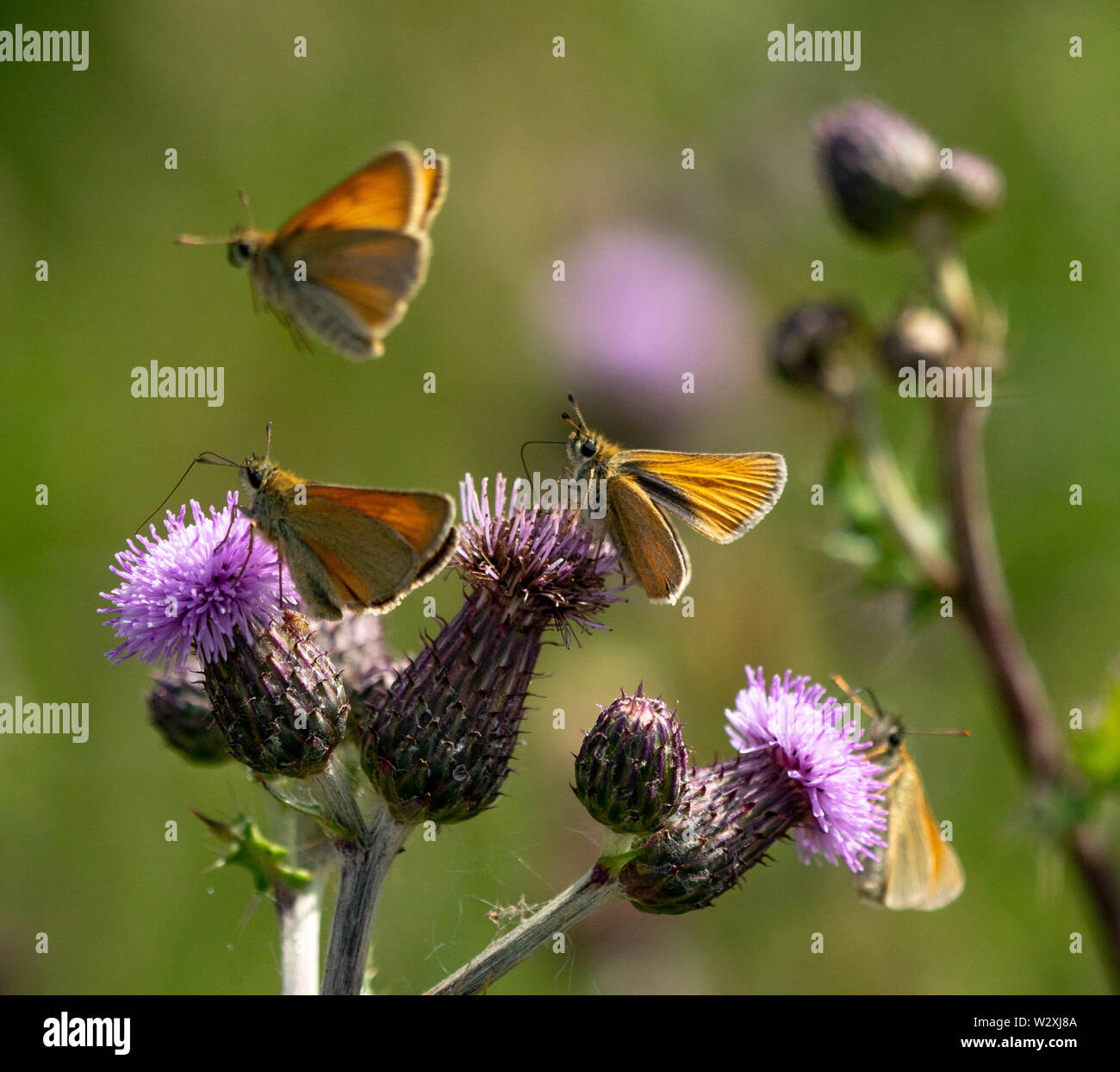 butterfly and moth feeding on flowers Stock Photo - Alamy
