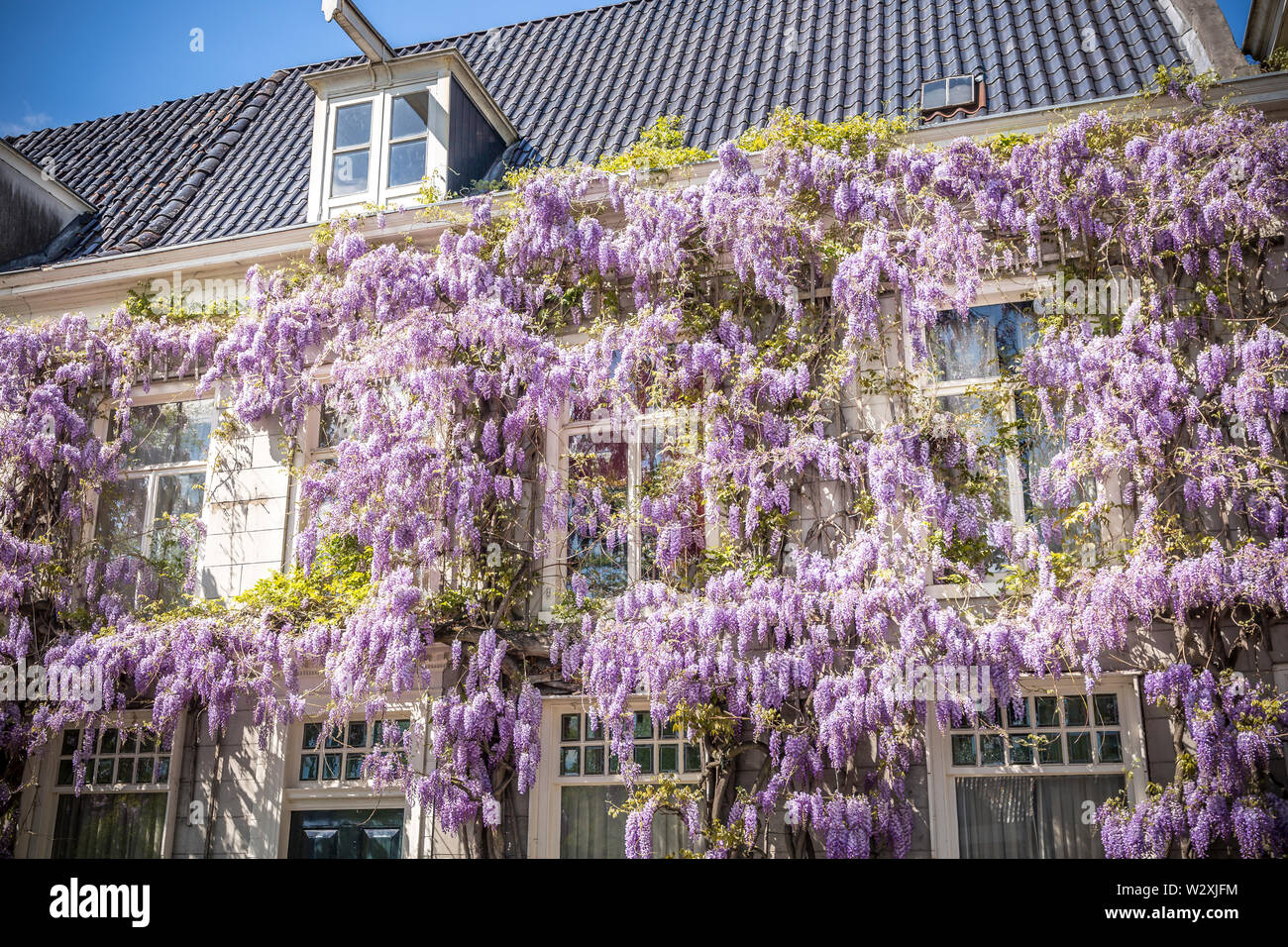 Bloem hi-res stock photography and images - Alamy