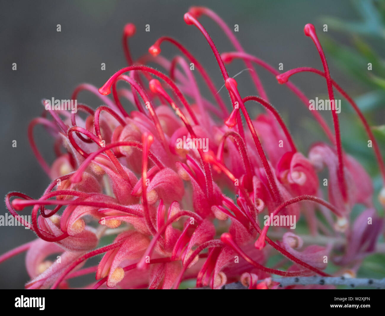 Macro of Australian native plant, Red Grevillea flower closeup in the ...