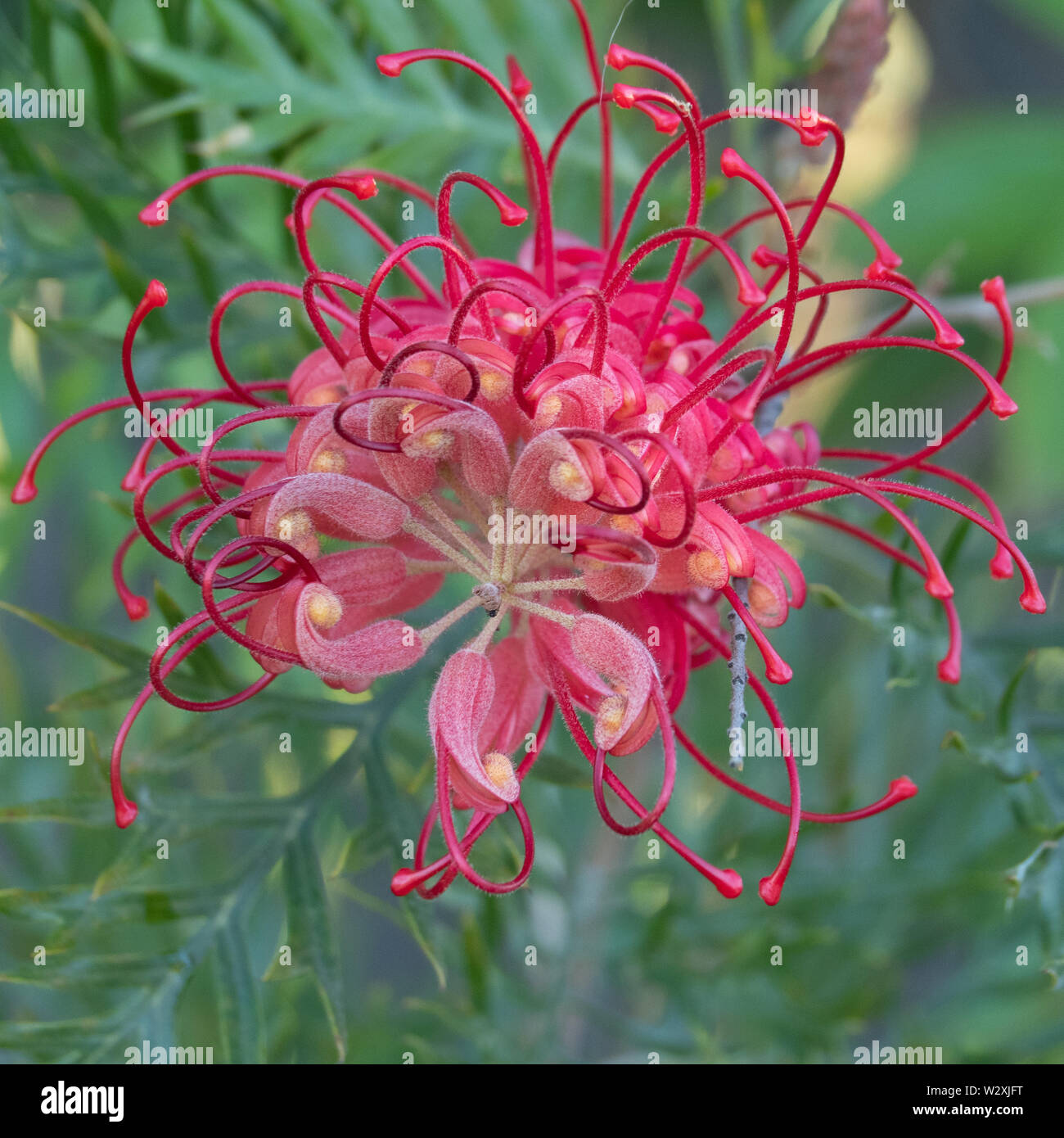 Australian flora flower grevilleas hi-res stock photography and images ...