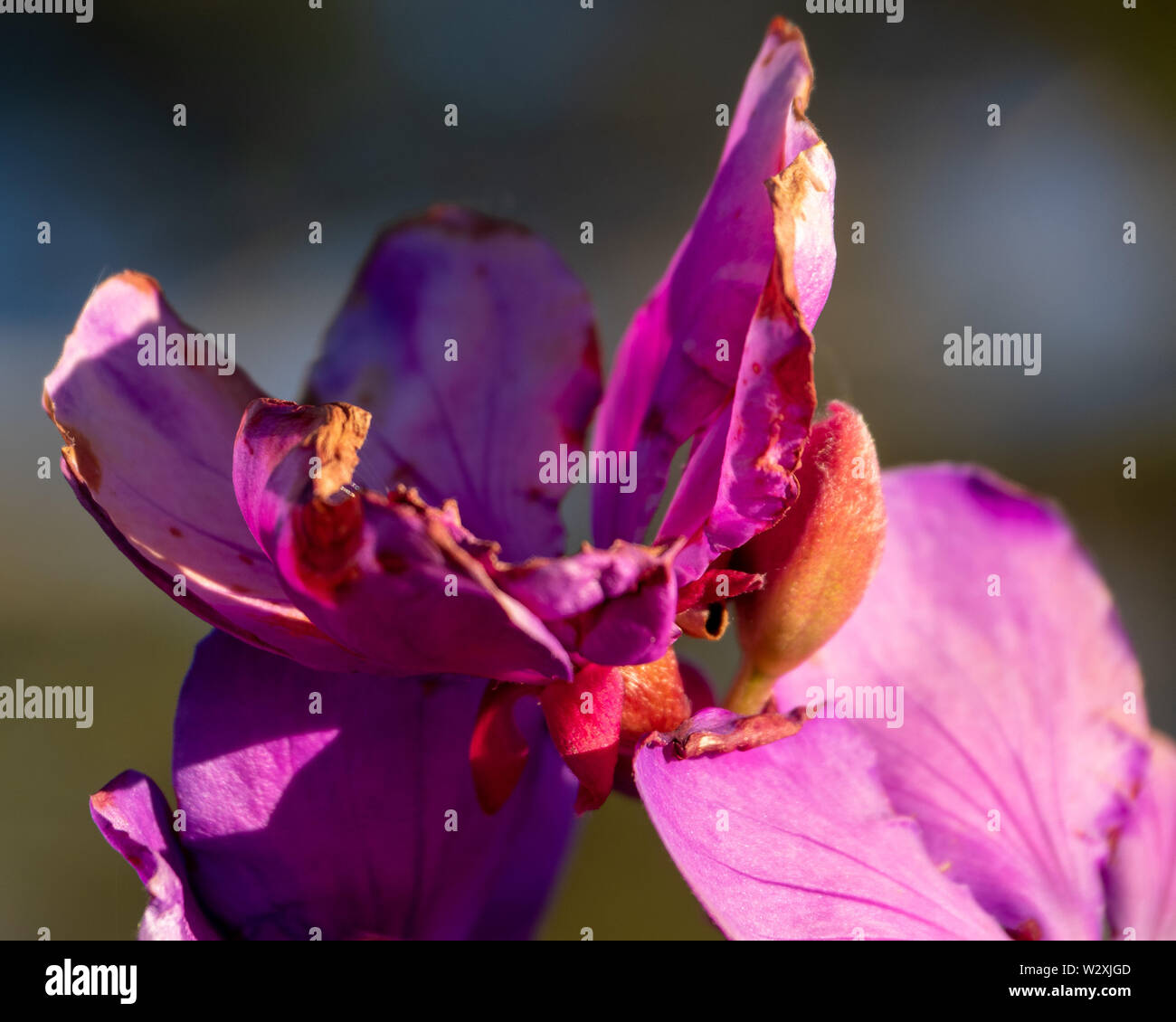 Closeup of sunlit purple Tibouchina Flower starting to shrivel and ...