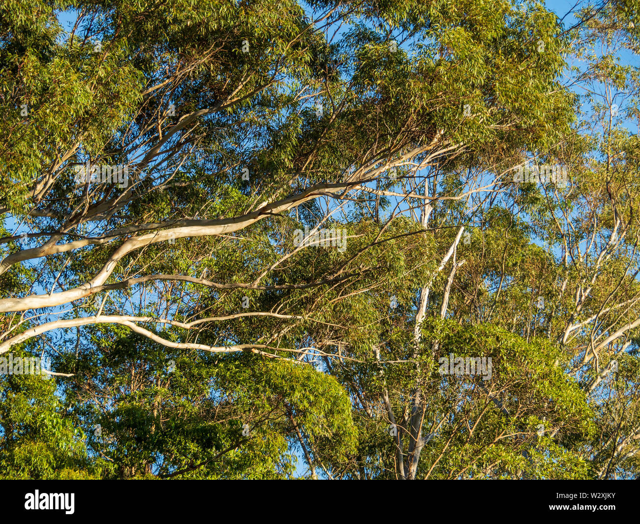 Branching out. Eucalyptus Gum Trees growing tall, canopy of branches ...