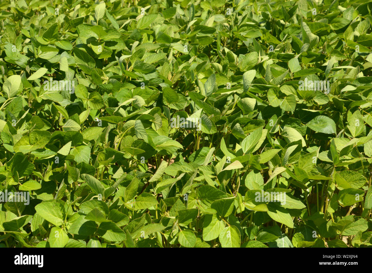 young soybean plants before flowering, soy field with young soy plants ...