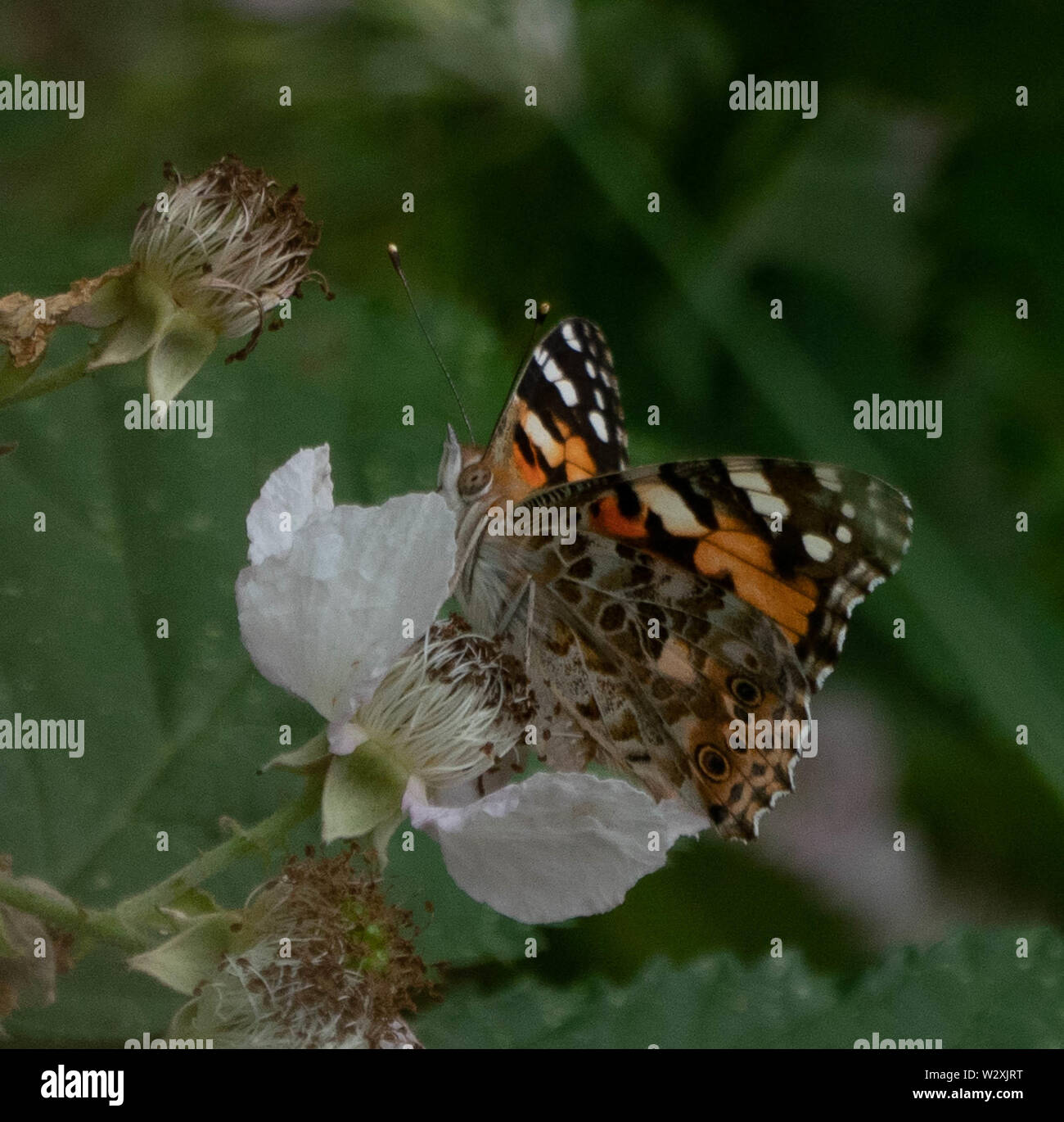 butterfly and moth feeding on flowers Stock Photo - Alamy