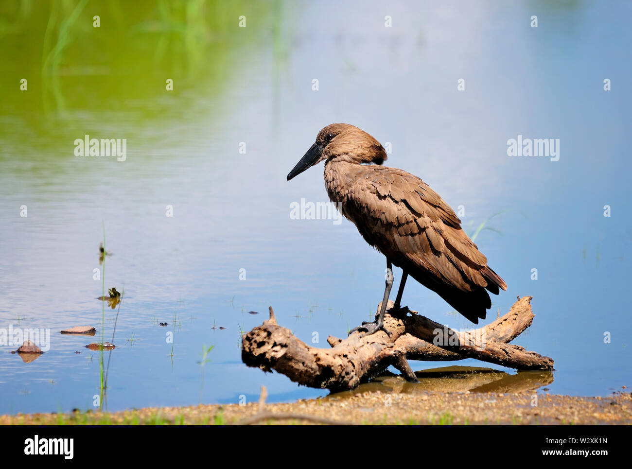Hammerhead stork hi-res stock photography and images - Alamy