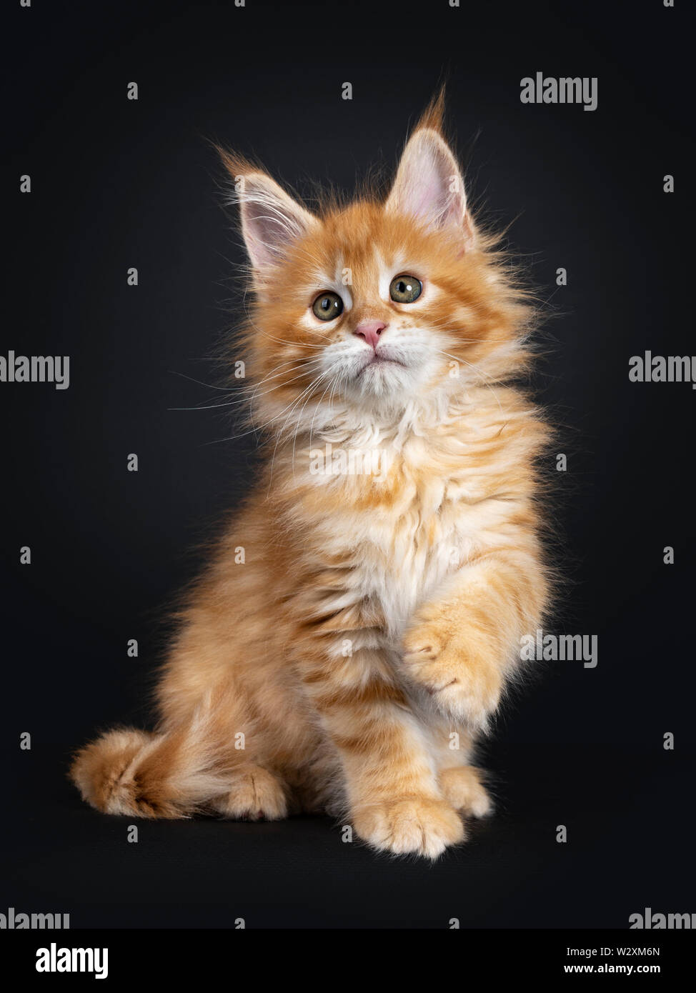 Cute red Maine Coon cat ktten, isolated on black background Stock Photo ...