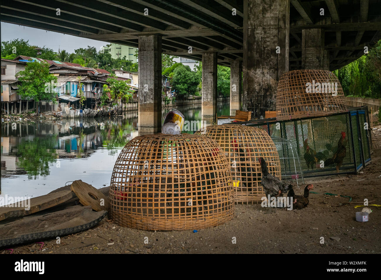 bangkok,Thailand - jun 30, 2019 : Raising chickens natural style for ...