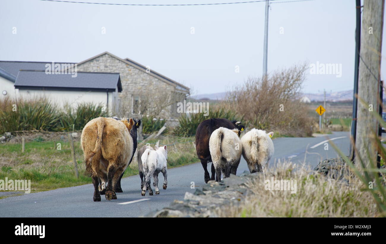 Cattle being herded in County Galway Stock Photo - Alamy