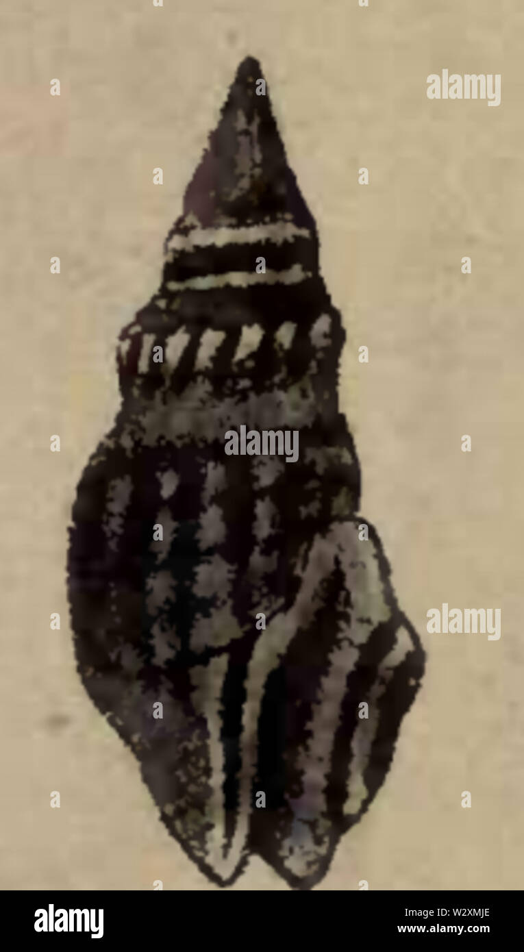 Rugifera hi-res stock photography and images - Alamy