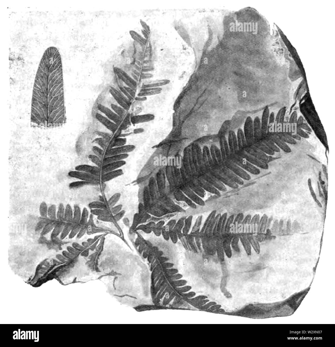 Fossil morphology Black and White Stock Photos & Images - Alamy