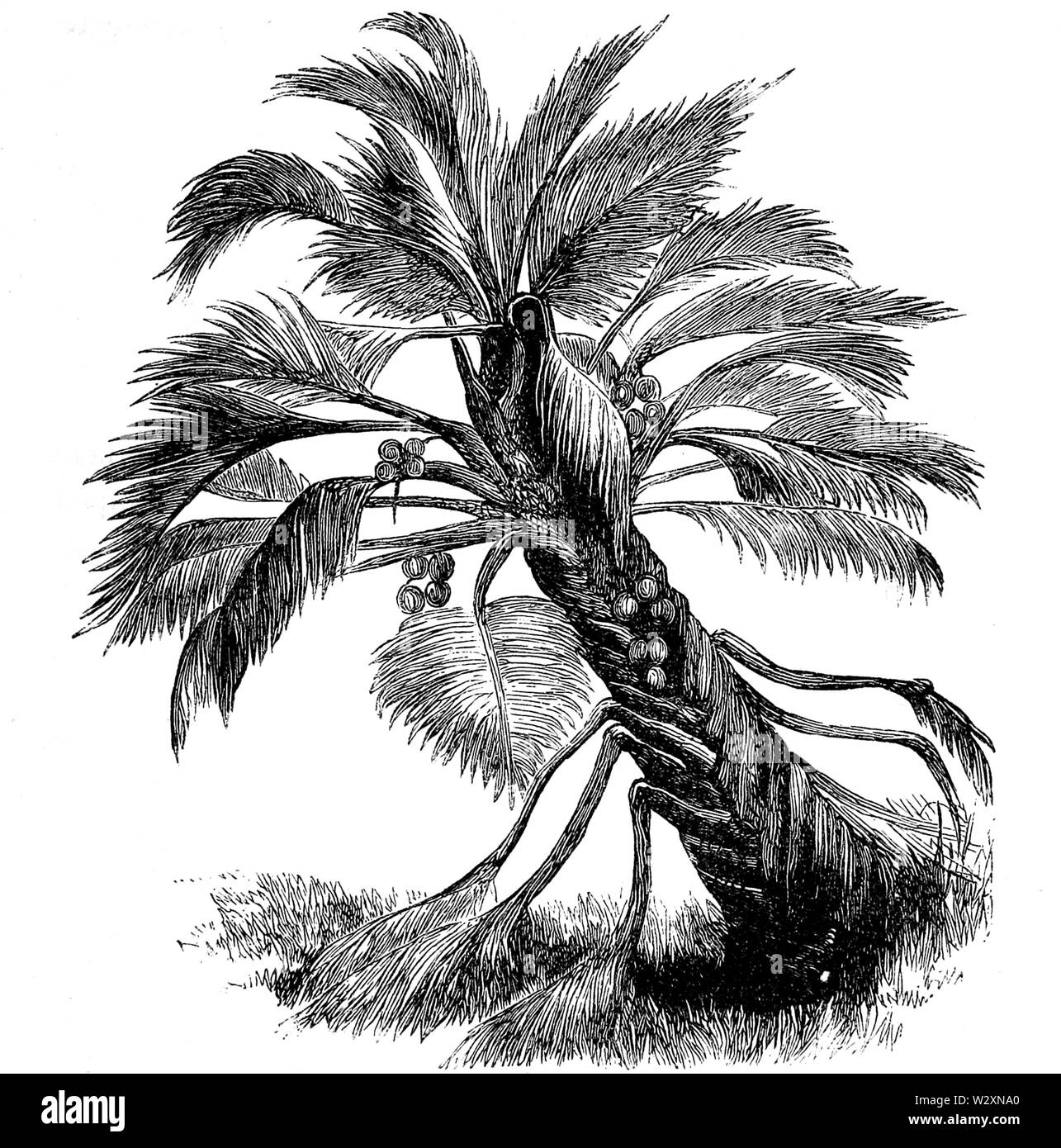 Ngami Black and White Stock Photos & Images - Alamy