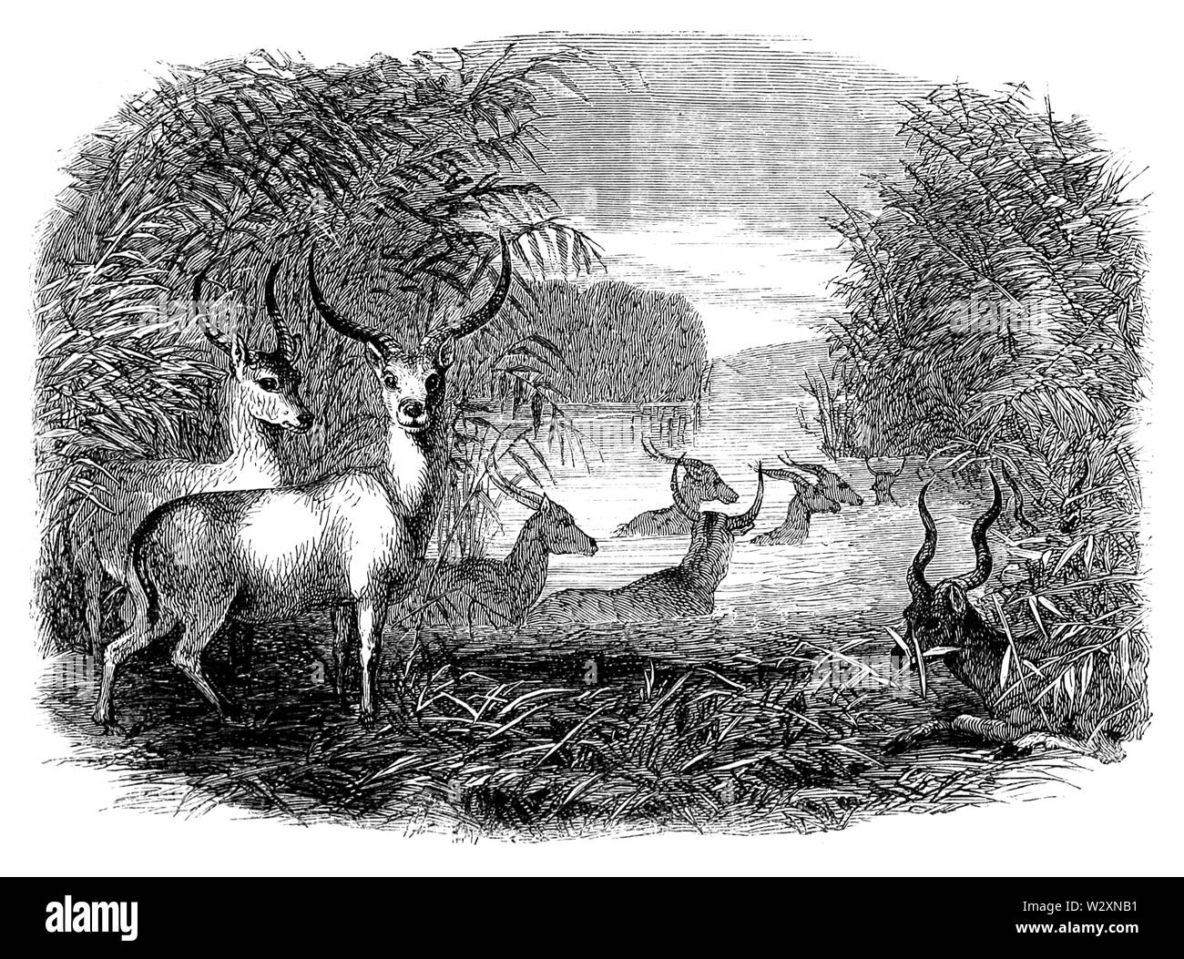 Ngami Black and White Stock Photos & Images - Alamy