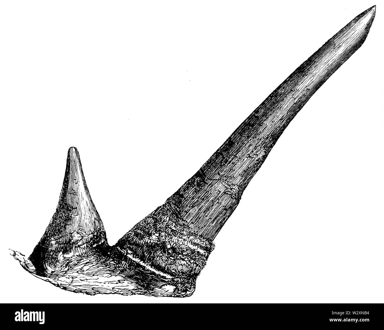 Ngami Black and White Stock Photos & Images - Alamy