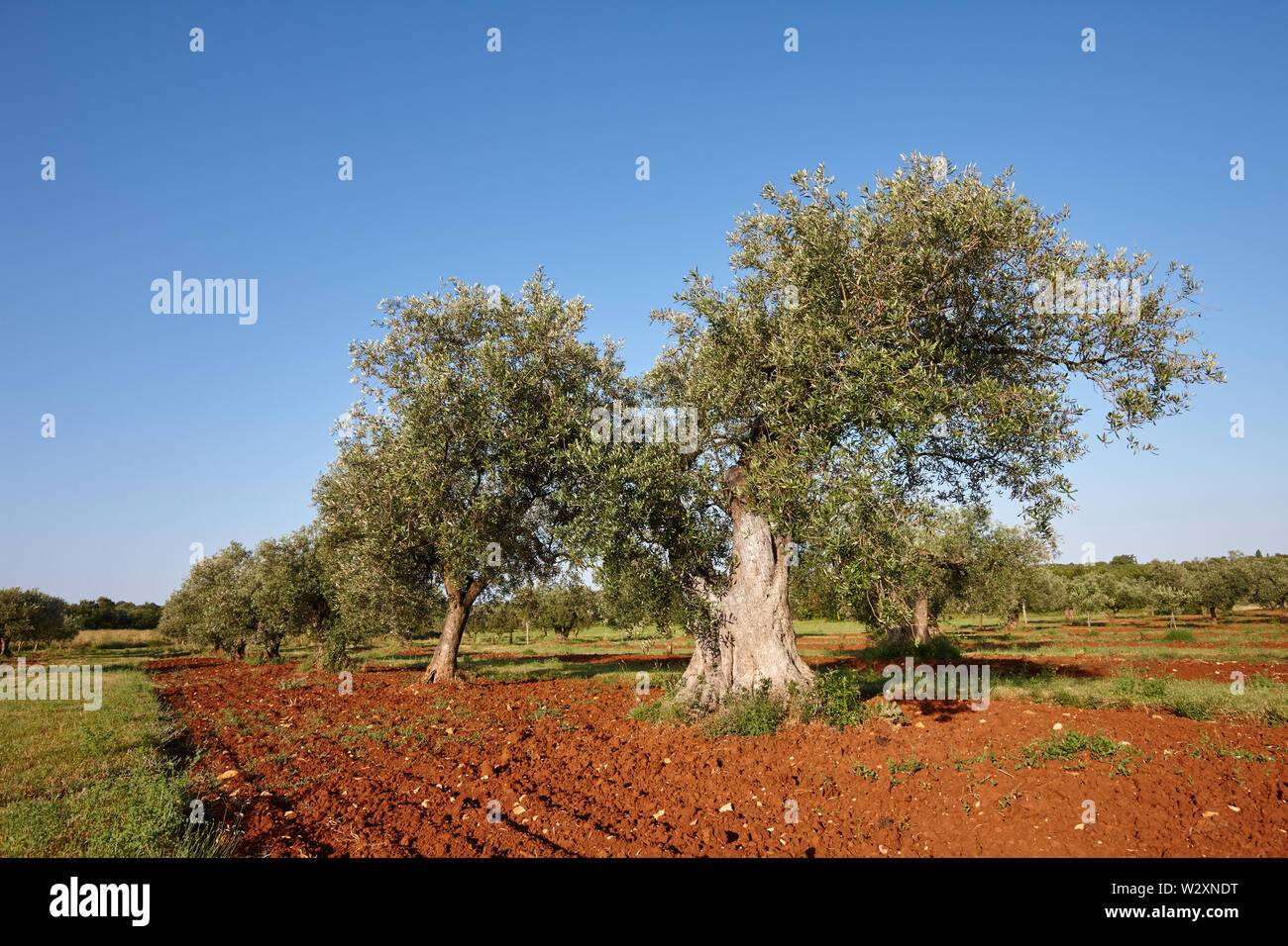 Mediterranean garden olive tree hi-res stock photography and images - Alamy