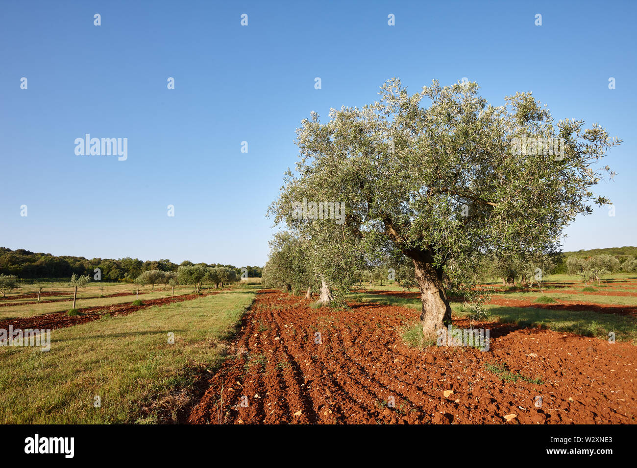 Mediterranean olive trees in a row Stock Photo - Alamy