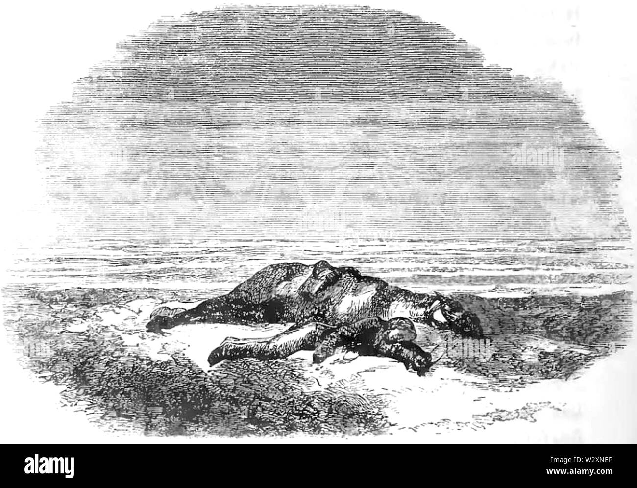 Lake ngami Black and White Stock Photos & Images - Alamy