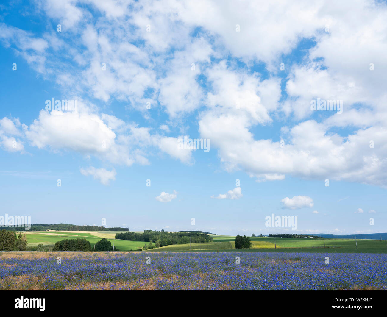 belgian countryside landscape with corn flowers under liege in the ...