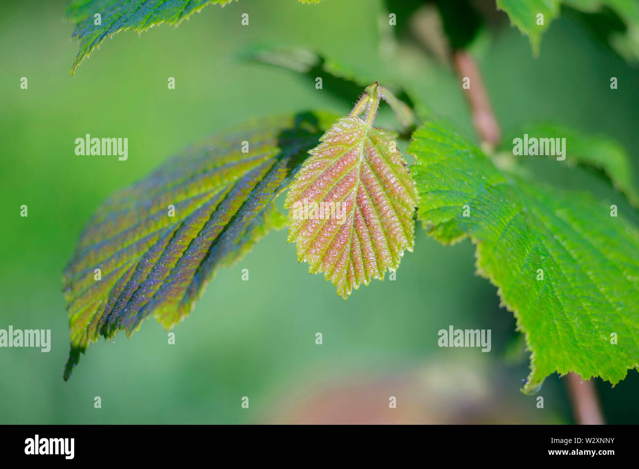 Young green hazel leaf with a brown tint on the background of gently ...