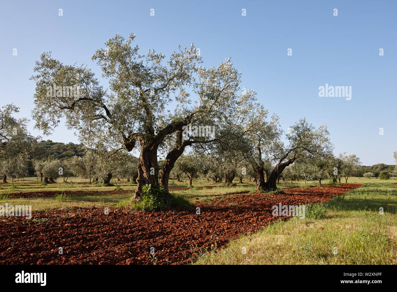 Mediterranean olive trees in a row Stock Photo - Alamy