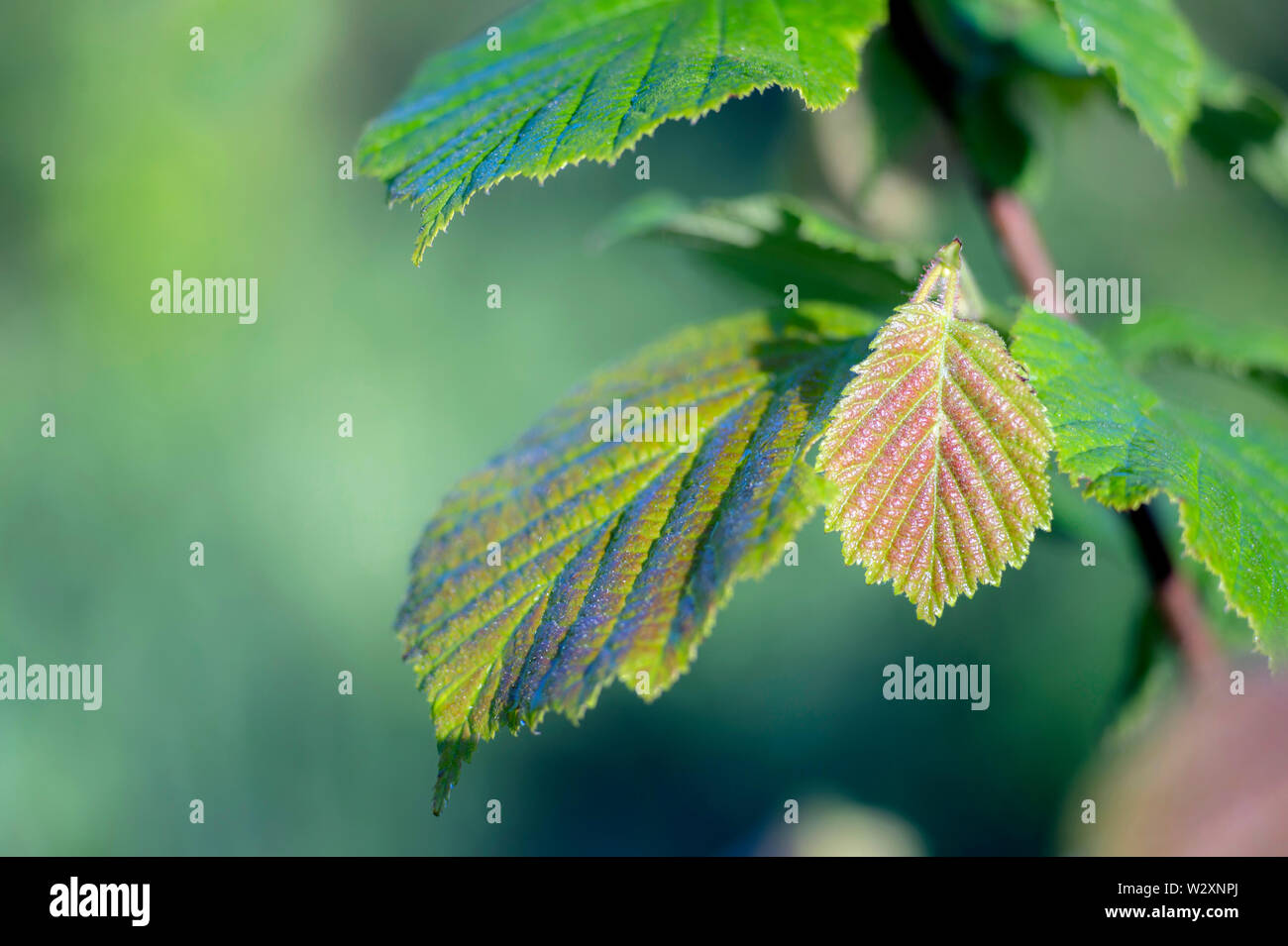 Mass of dark green leaves hi-res stock photography and images - Alamy