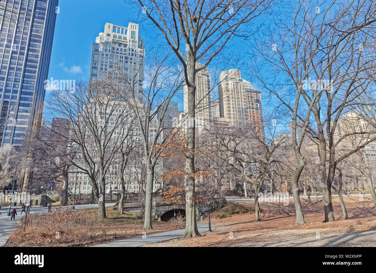 New York trees in Central Park winter time Stock Photo - Alamy