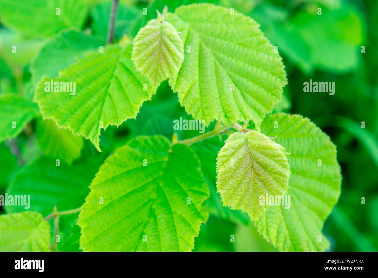 Young green leaves of hazel on the background of bright spring foliage ...