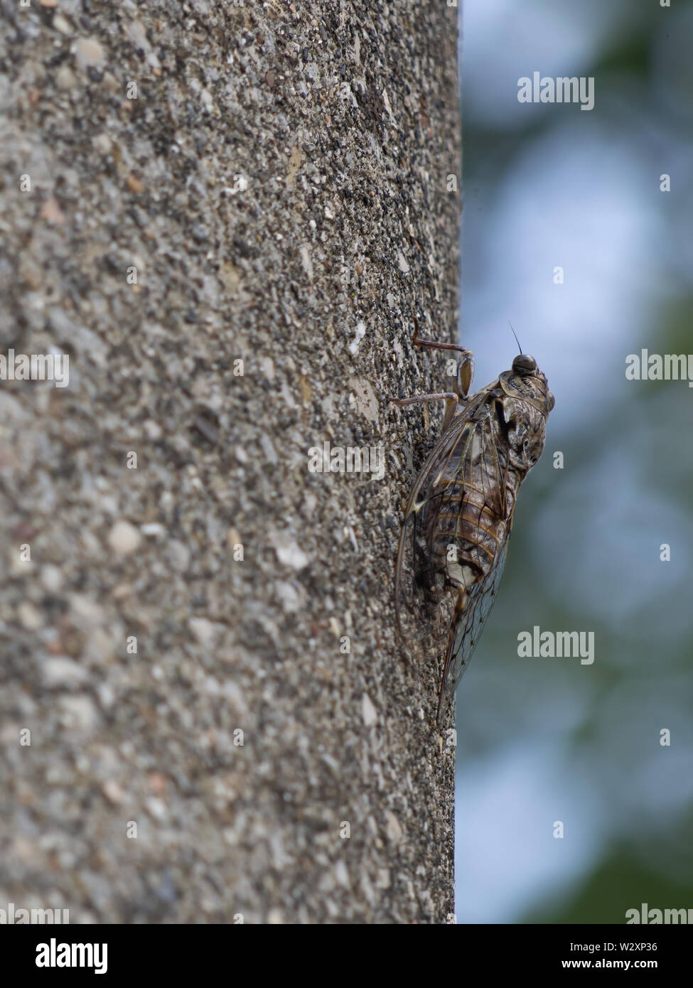 Cicada orni on pole, well camouflaged. Italy. Woodland habitat Stock ...